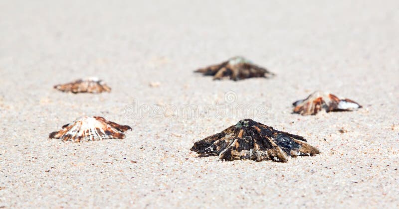 Five Shells Lying on the Beach Stock Photo - Image of pattern, seashore ...
