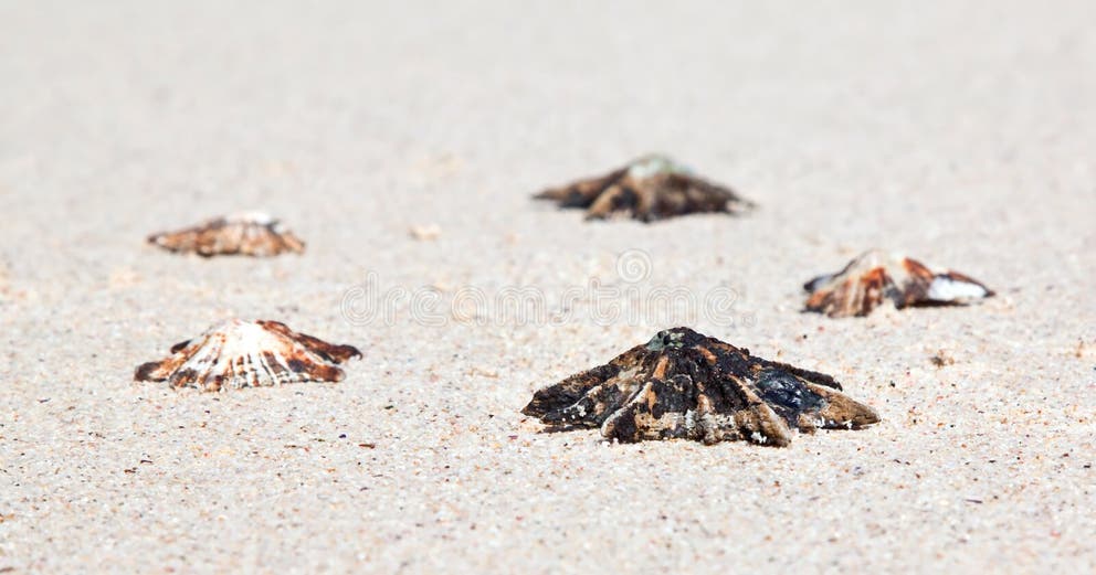 Five Shells Lying on the Beach Stock Photo - Image of pattern, seashore ...