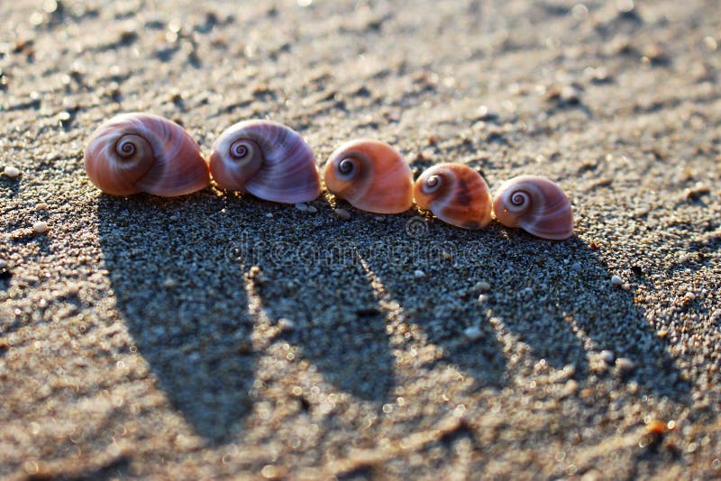 Snail on sandy beach stock photo. Image of life, focus - 21666802