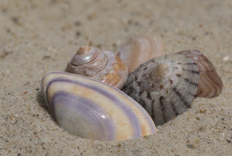 Five Shells Lying on the Beach Stock Photo - Image of pattern, seashore ...
