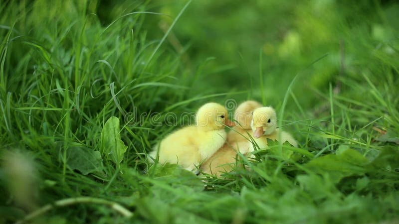 Five Small Ducklings Outdoor in on Green Grass Stock Video - Video of ...