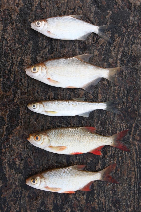 Small freshwater fish stock image. Image of isolated, tail - 3102011