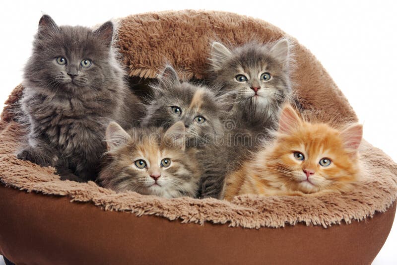 Five Small Kittens in a Basket, Isolated on White Stock Image - Image ...