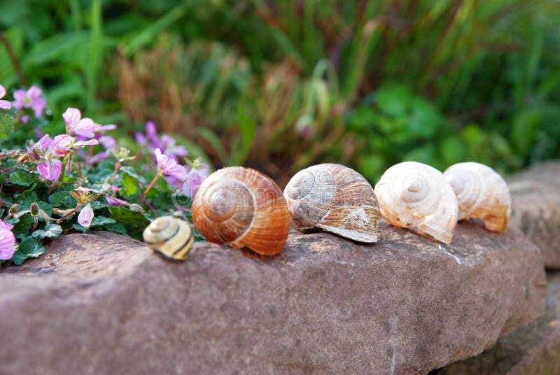 114 Five Snail Shells Stock Photos - Free & Royalty-Free Stock Photos ...