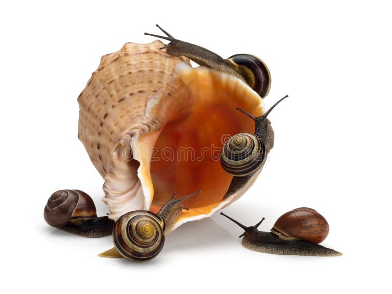 Five Snails and Sea Cockleshell Stock Photo - Image of close, mollusk ...