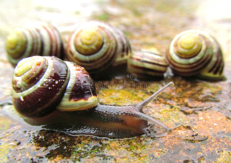 Snails in the Rain Close Up Stock Image - Image of slime, slow: 121218041
