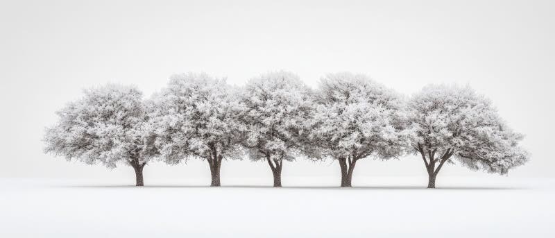 Five Snow-covered Trees Stand in a Row Against a White, Cloudy Sky ...