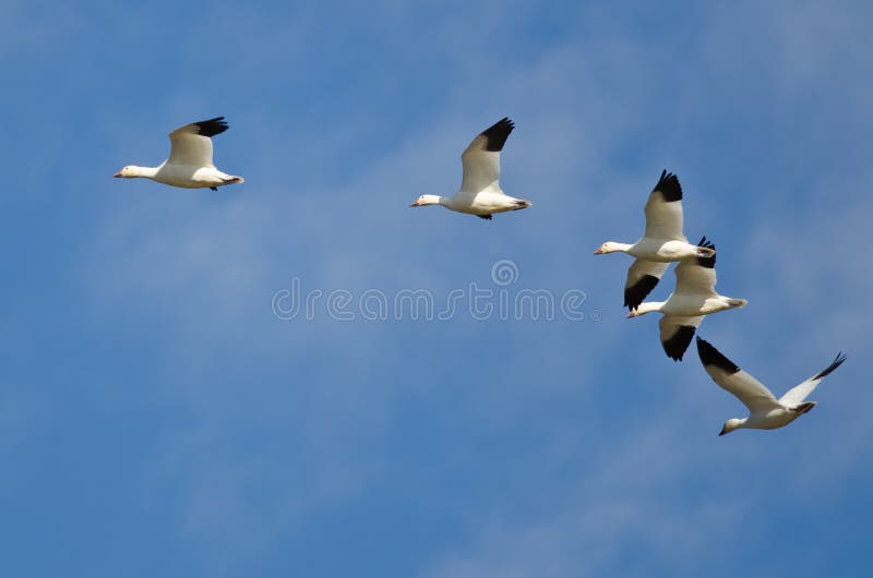 Five Snow Geese Flying in a Blue Sky Stock Photo - Image of snow, five ...