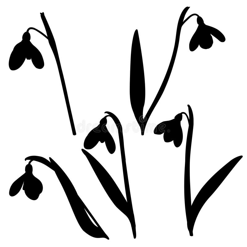 Vector Shape of Five Shoots of Spring Flowers Snowdrops Stock Vector ...