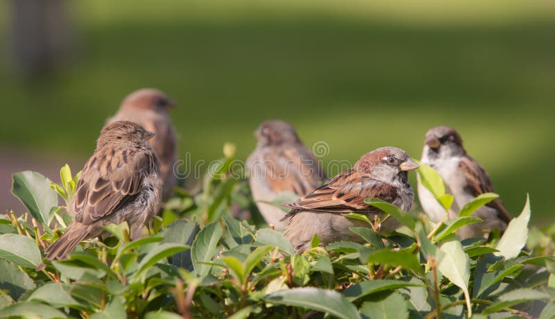 Five sparrows stock photo. Image of nature, perched - 105139448