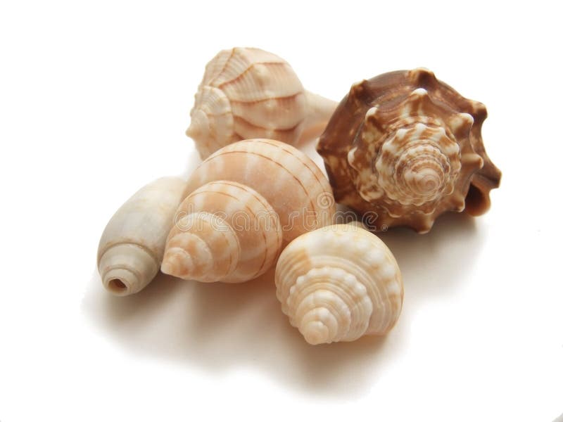 Five spiral seashells stock photo. Image of tulip, olive - 21975638