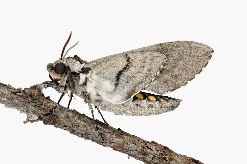 Five Spotted Hawkmoth Stock Photos - Free & Royalty-Free Stock Photos ...