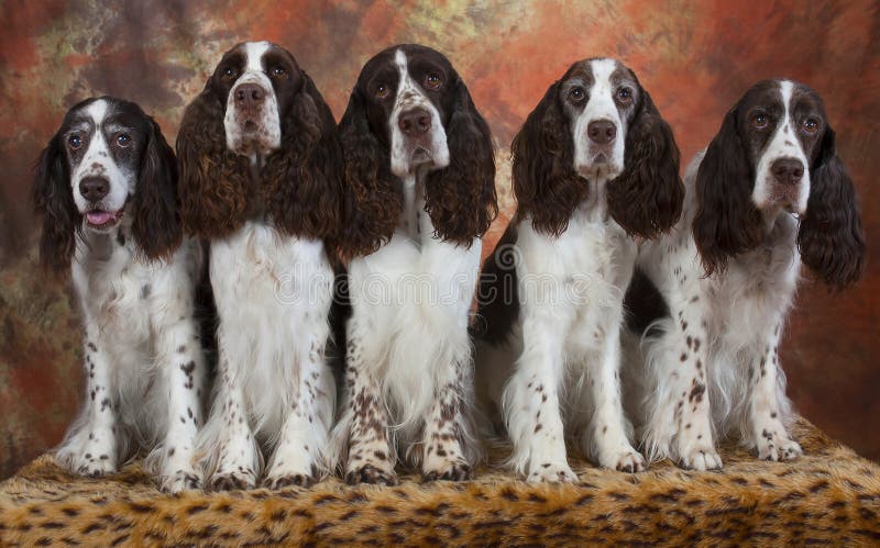 Five springer spaniels stock image. Image of loyalty - 48923277