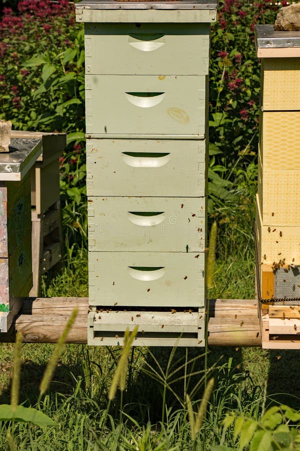 A Five Stack Beehive stock photo. Image of cell, beehive - 121057314