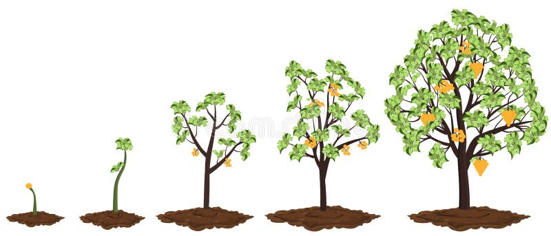 Five Stages of Growing Money Tree. Stock Vector - Illustration of ...