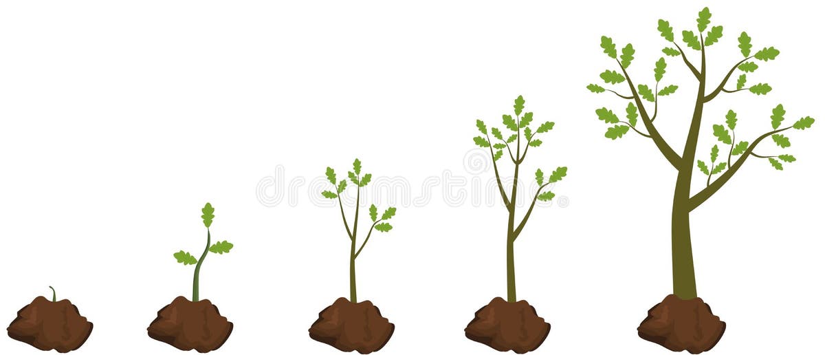 Stages Growing Tree Stock Illustrations – 1,056 Stages Growing Tree ...