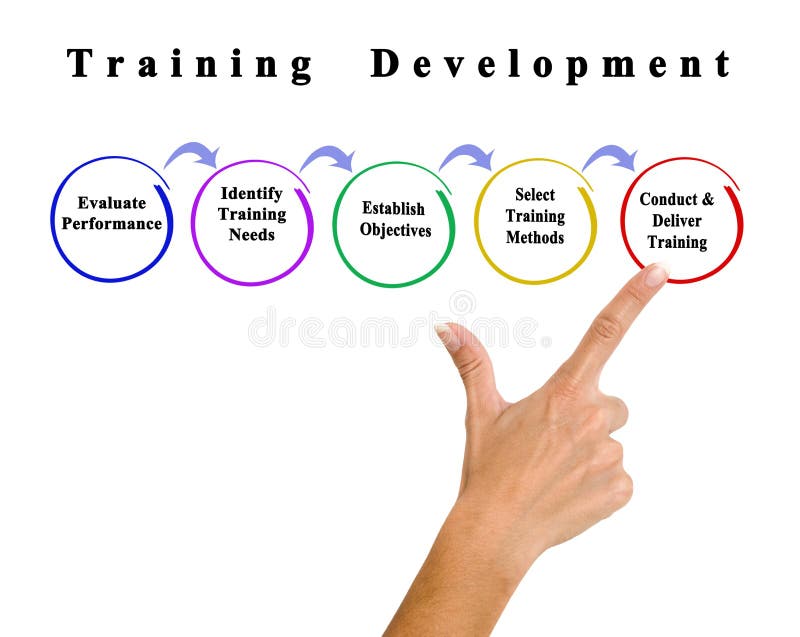 Stages of Training Development Stock Illustration - Illustration of ...