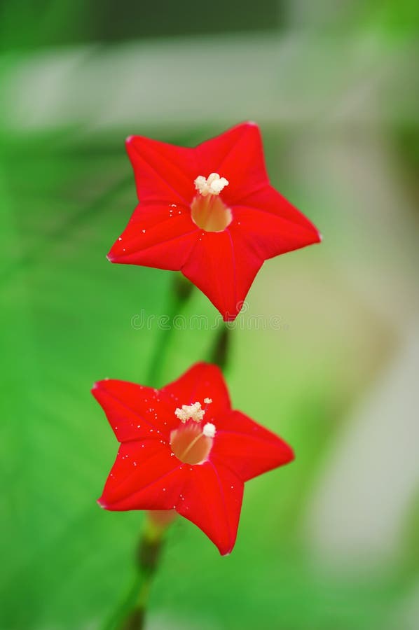 Five-star flower stock image. Image of fancy, macro, stamen - 5365795