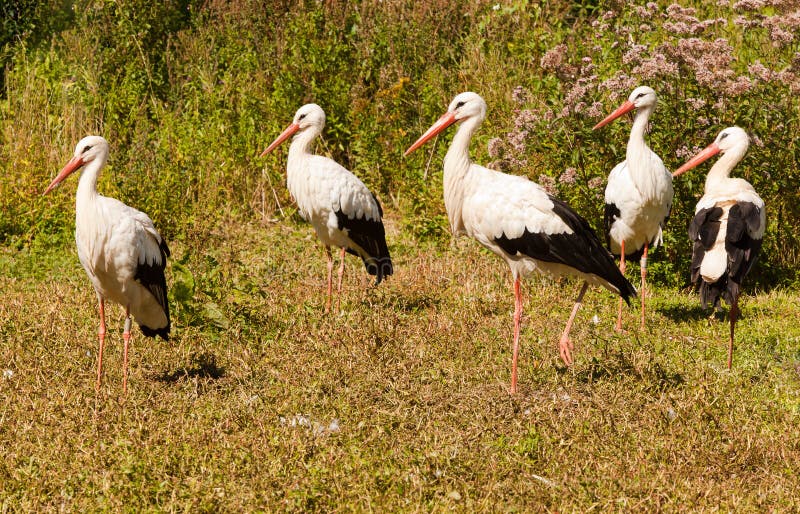 Five Storks on Grass Meadow Stock Photo - Image of stork, outdoor: 22560936