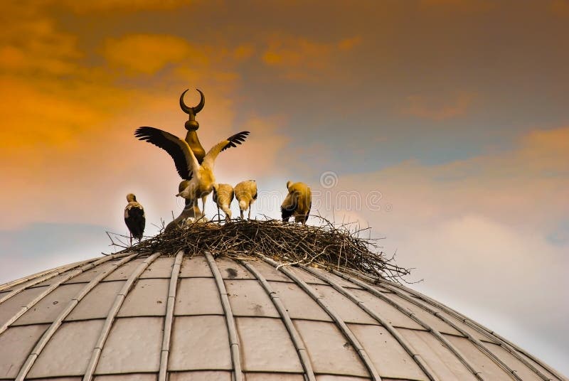 Five Storks in a Stork Nest on Dome of a Mosque in Turkey Stock Photo ...
