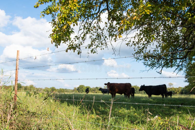 Five-strand Barbed Wire Fence Stock Image - Image of farmland ...