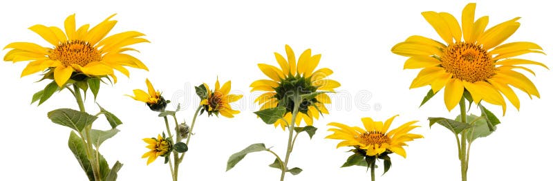 Five Sunflower Flowers on Stems at Various Angles on White Background ...