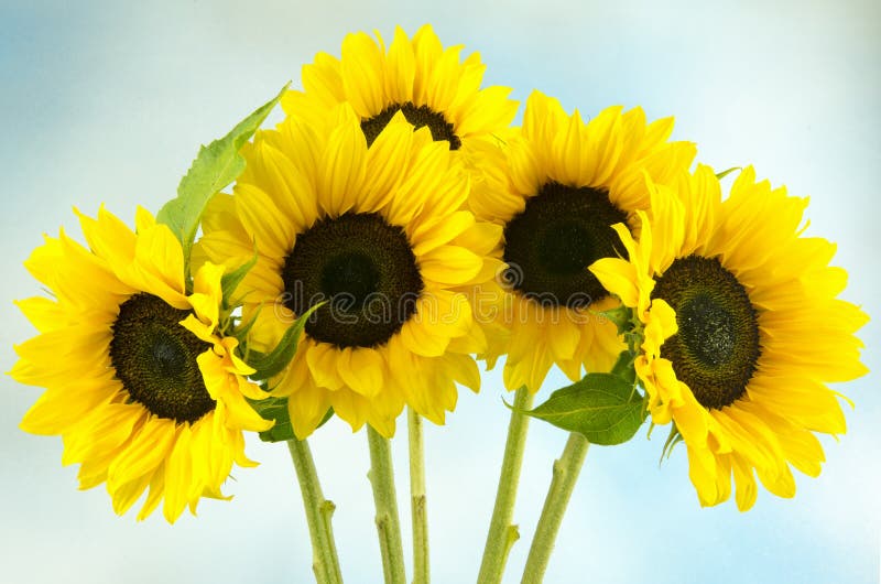 112 Five Sunflowers Stock Photos - Free & Royalty-Free Stock Photos ...