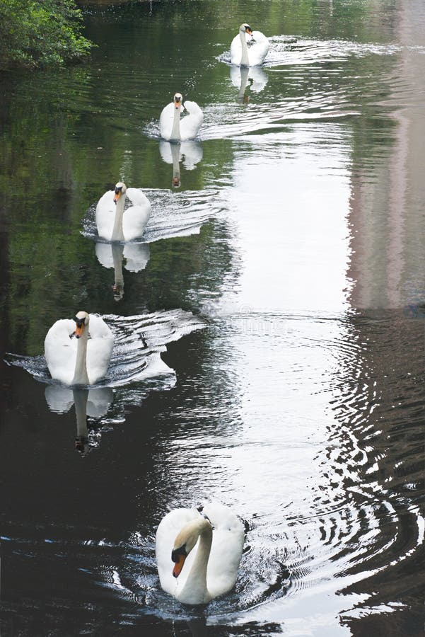 Five Swans stock photo. Image of bird, exotic, swans - 42450836