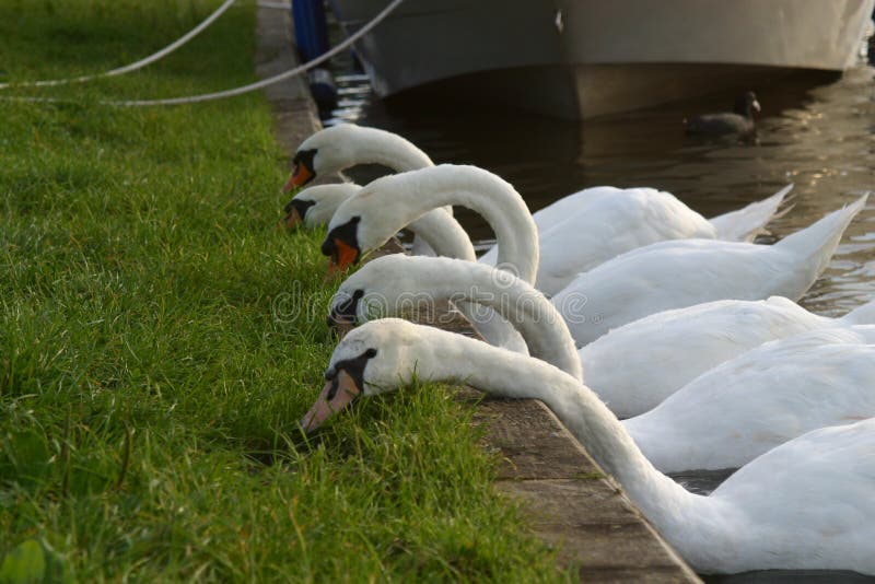 Five Swans Feeding Stock Photos - Free & Royalty-Free Stock Photos from ...