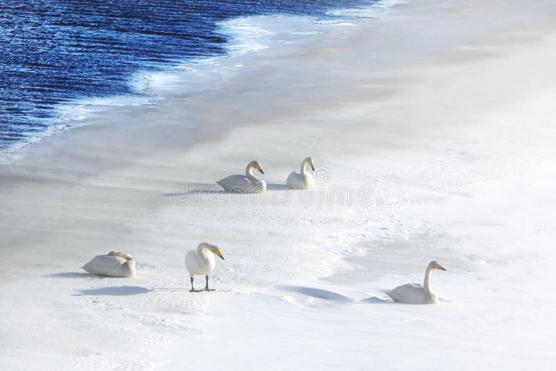 Five Swans in Snow at Water S Edge Stock Photo - Image of five, animal ...