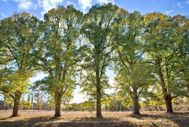 Five tall trees stock photo. Image of height, rural, trees - 7948514