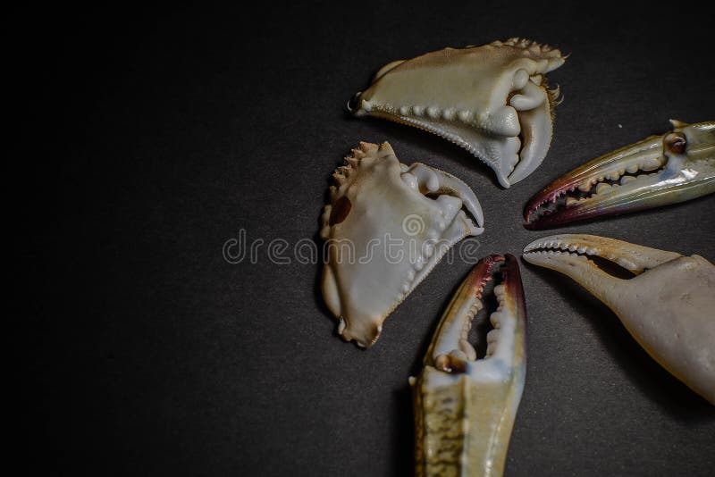 Claw Claws Close-up Isolated on Black Background Stock Photo - Image of ...