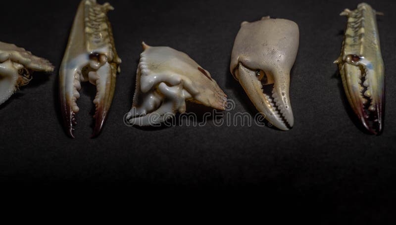 Claw Claws Close-up Isolated on Black Background Stock Photo - Image of ...