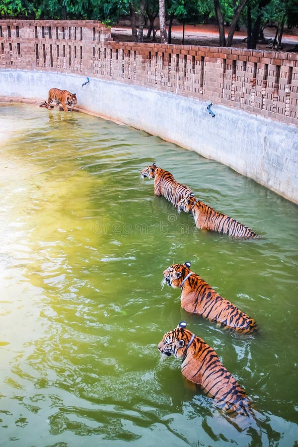 Red Tiger, Five Tigers (Folk - Paintings) Serie, Circa 1971 Stock Image ...