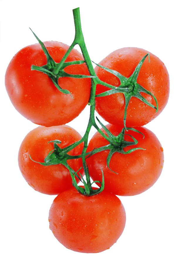 Five Tomatoes Isolated on White Background Stock Photo - Image of ...