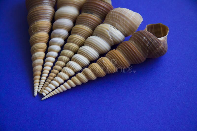 Turret or Shells on the Beach Sand Stock Photo - Image of conch ...