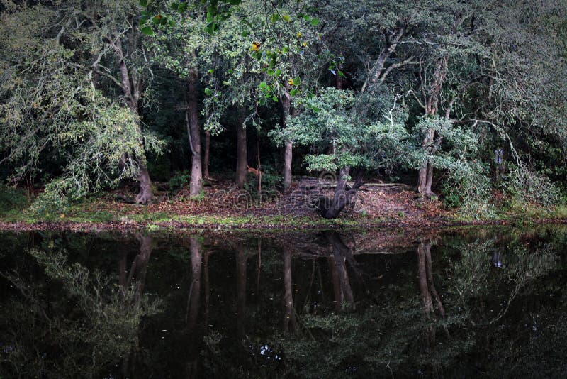 Five Tree Trunks Reflected on Dark Water Stock Photo - Image of ...
