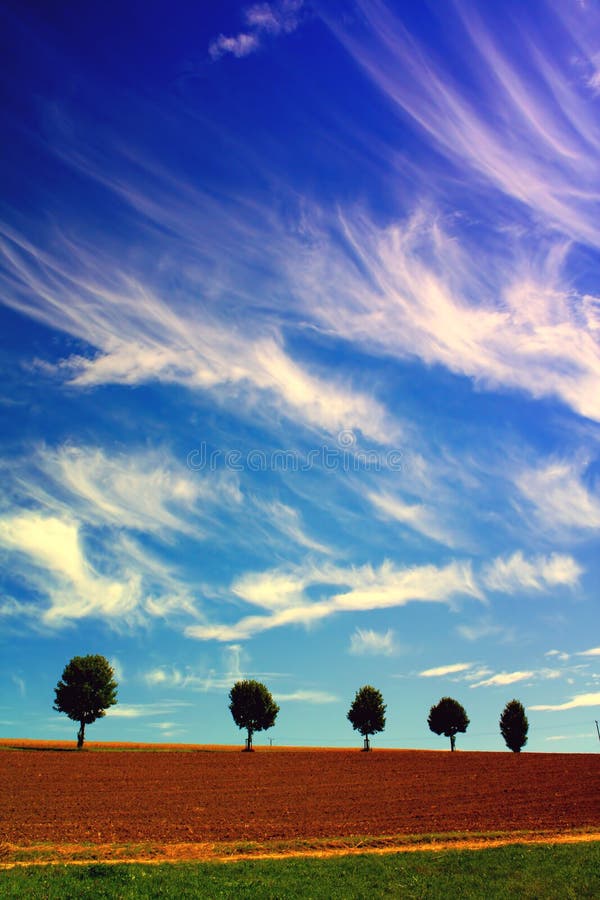 Five trees stock photo. Image of flower, hilly, park - 17028478