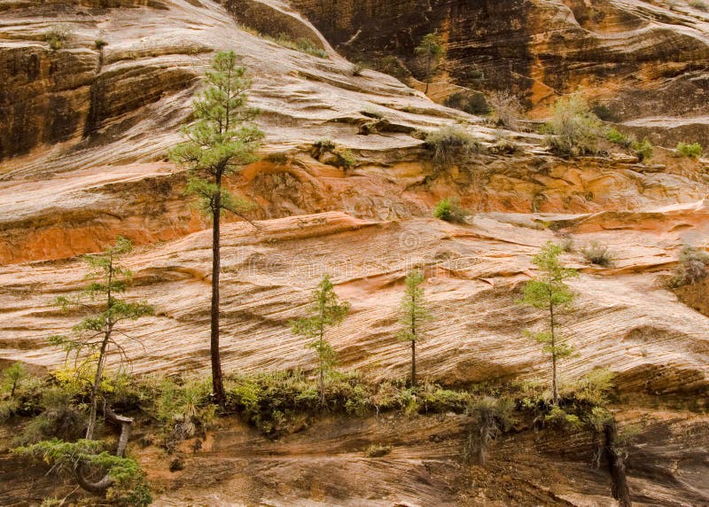 Five Trees stock photo. Image of park, concept, indivdual - 3539128