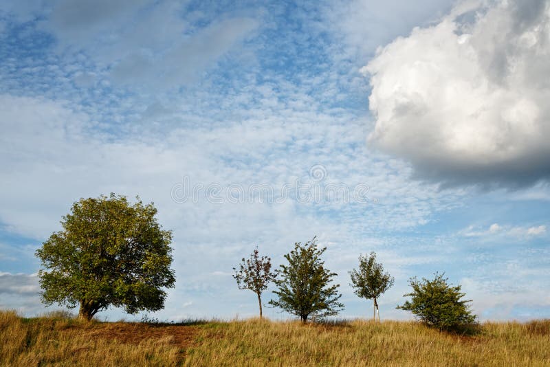 Five trees and a cloud stock photo. Image of fruit, contrast - 243311512