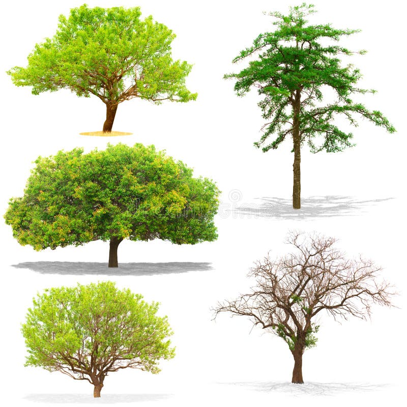Five Trees Isolated on White Background Stock Image - Image of large ...