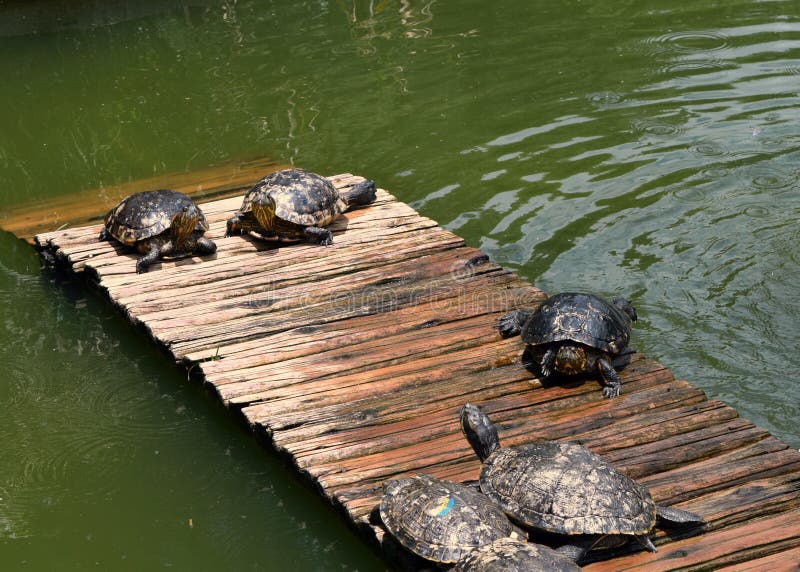 Five Turtles on the Pier by the Pond Stock Image - Image of river ...