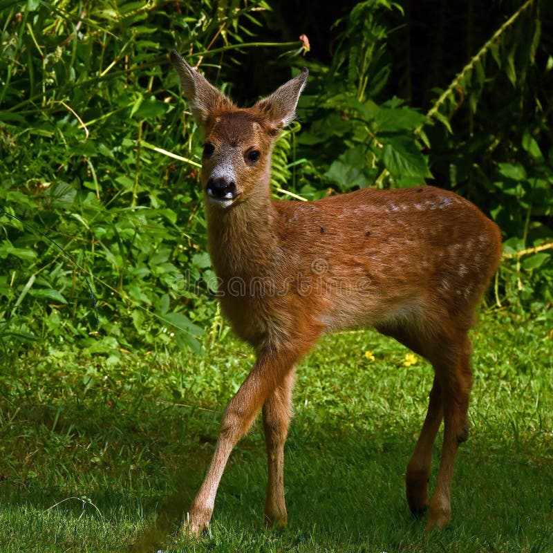 Five Weeks Young Wild Roe Deer, Capreolus Capreolus Stock Photo - Image ...