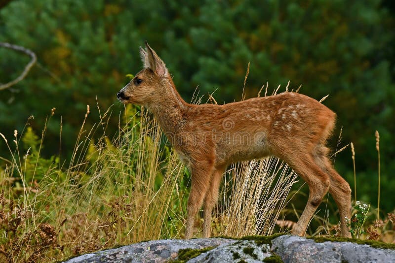 Five Weeks Young Wild Roe Deer, Capreolus Capreolus Stock Photo - Image ...