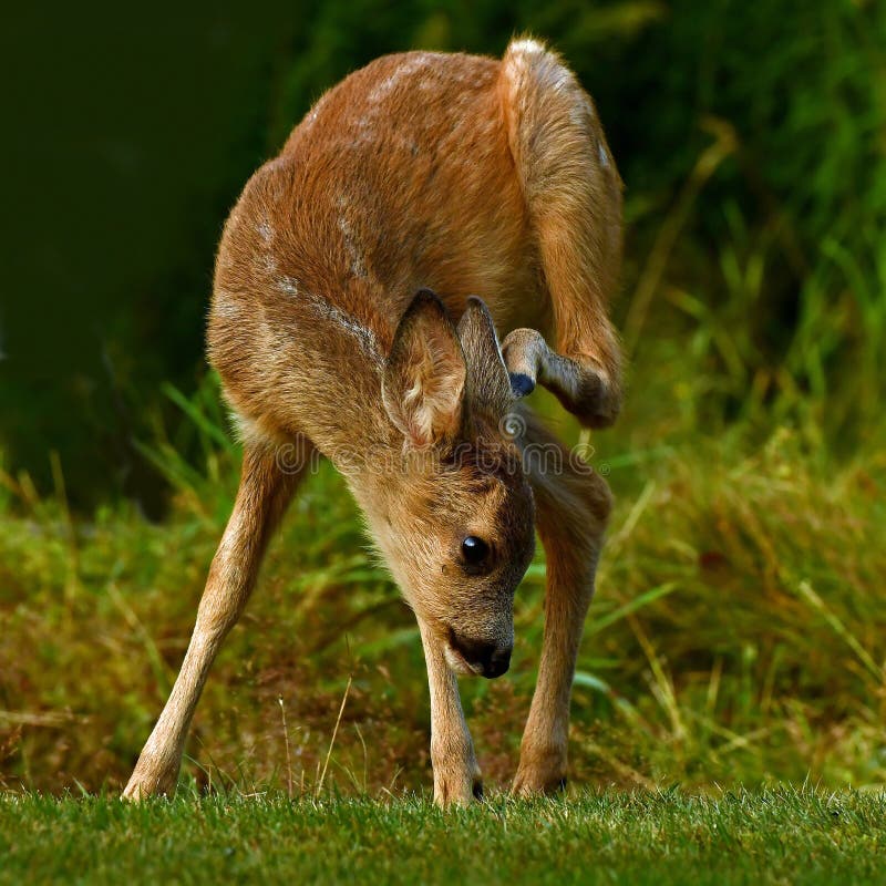 Five Weeks Young Wild Roe Deer, Capreolus Capreolus Stock Image - Image ...