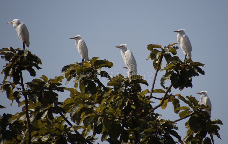 Five White Birds Heron Sitting on the Top of a Tree Heron and Looking ...