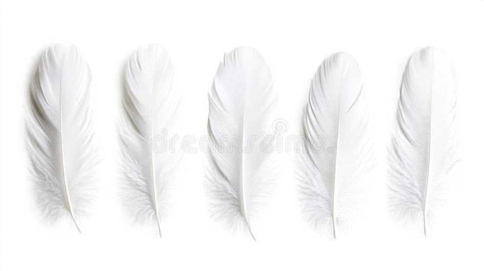 Five White Feathers Arranged on a White Background Stock Illustration ...