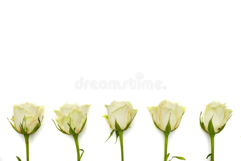Five White Roses Settles in a Line with a Copy Space Stock Photo ...