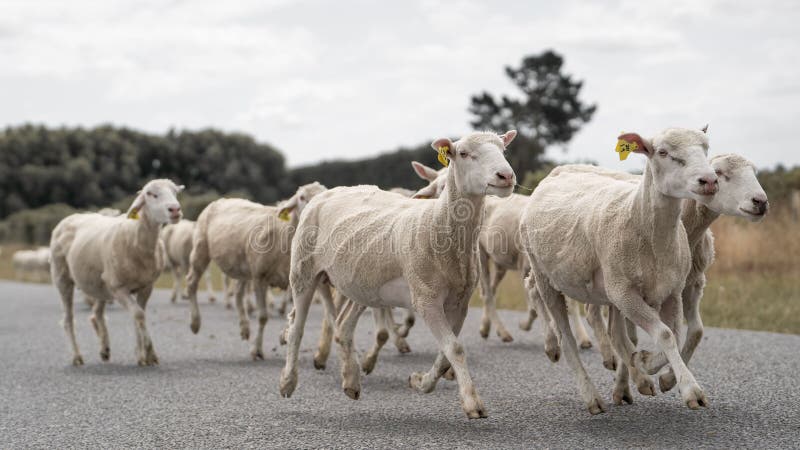 Five Sheep Walking in the Middle of a Road with Trees Stock Image ...