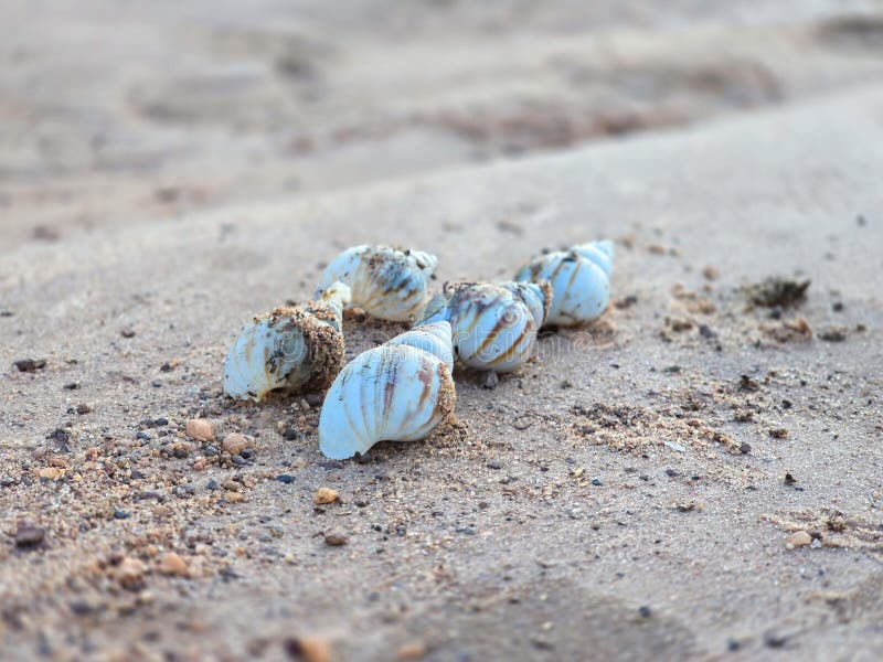 Five White Snail Shells Beach Stock Photos - Free & Royalty-Free Stock ...